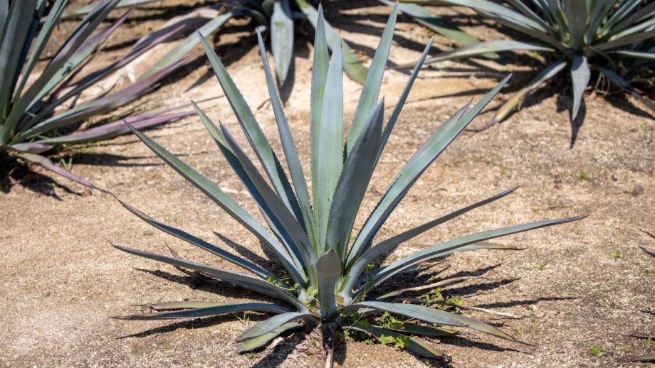 11 Plants Native to Mexico to Grow for Cinco de Mayo