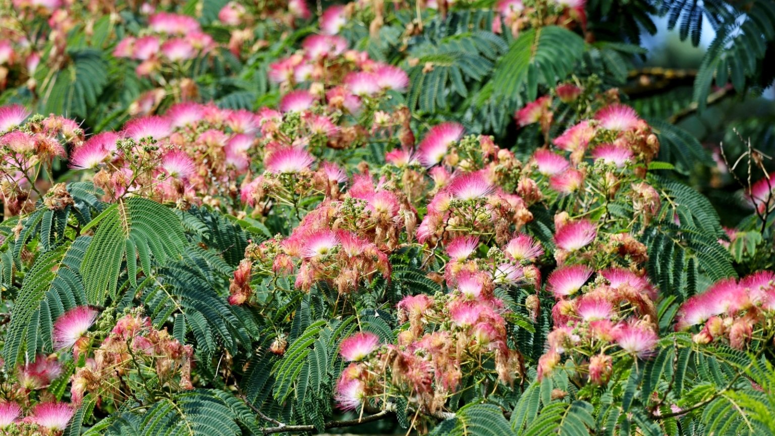 21 Trees You Should Never Plant Near Your House