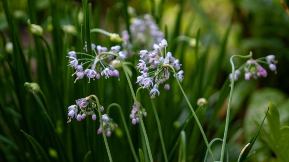 29 Native Plants For North Carolina Gardens