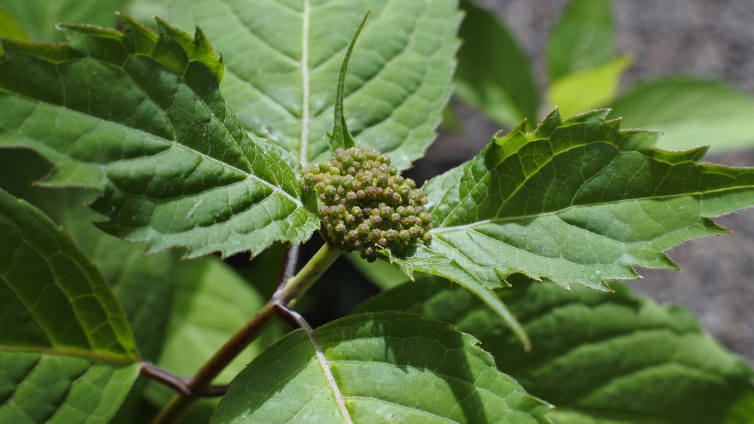 9 Varieties of Cold-Hardy Mountain Hydrangeas for Your Landscape