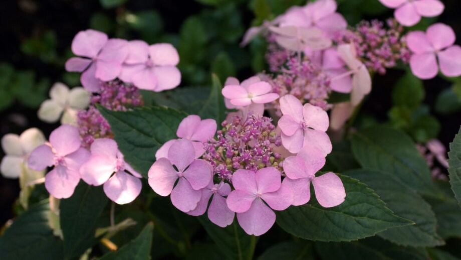 9 Varieties of Cold-Hardy Mountain Hydrangeas for Your Landscape