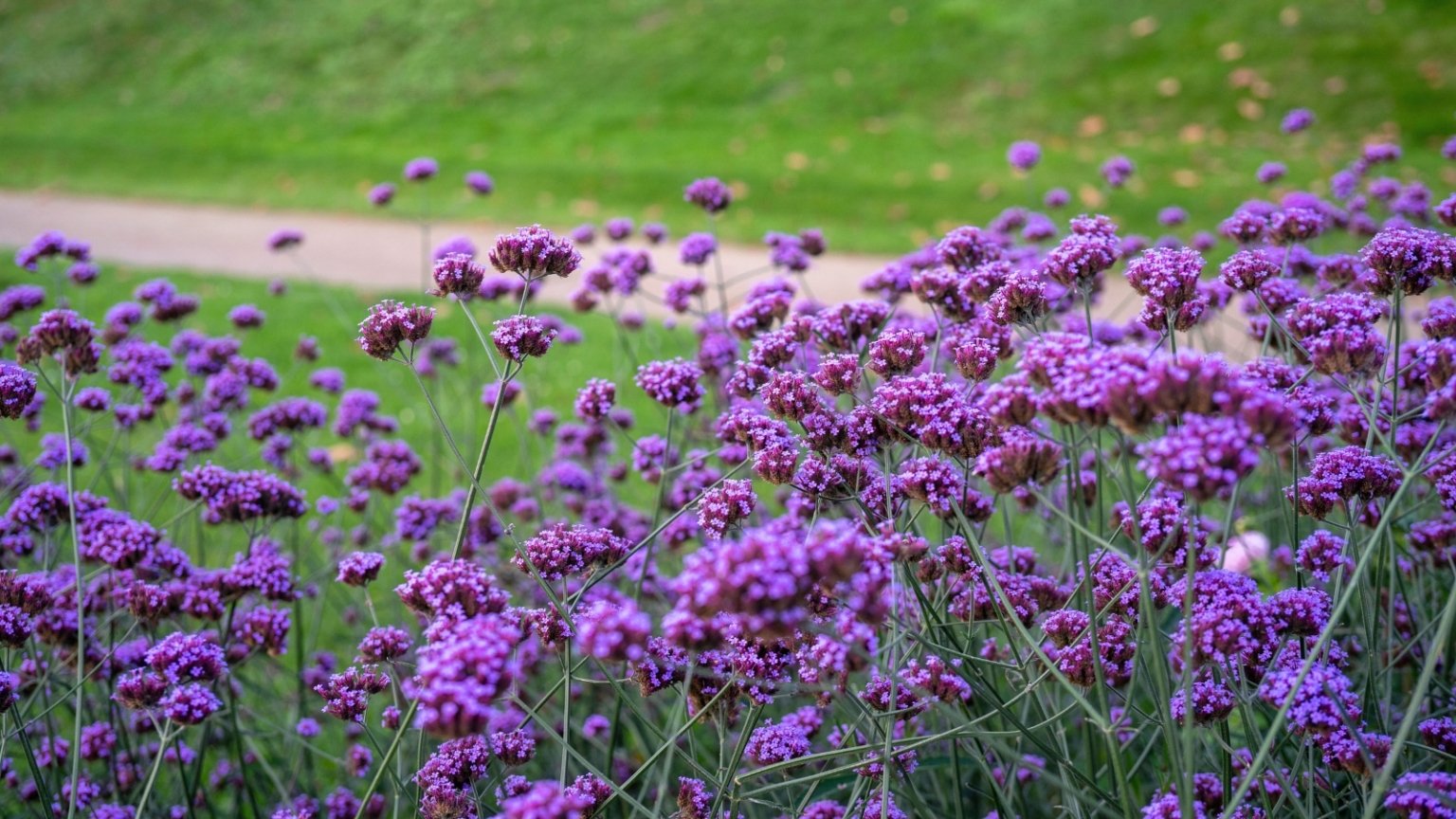 How to Plant, Grow, and Care for Verbena Bonariensis