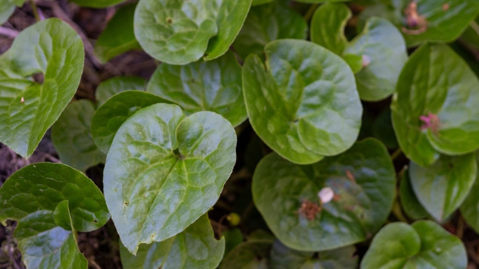 19 Best Pollinator Plants for Shade