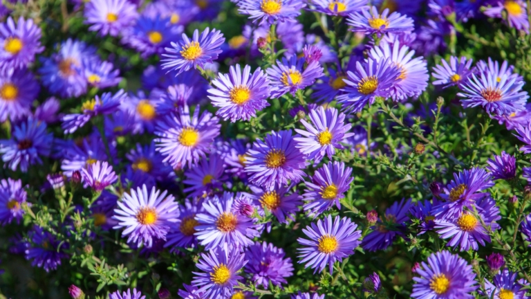How and When to Divide Asters