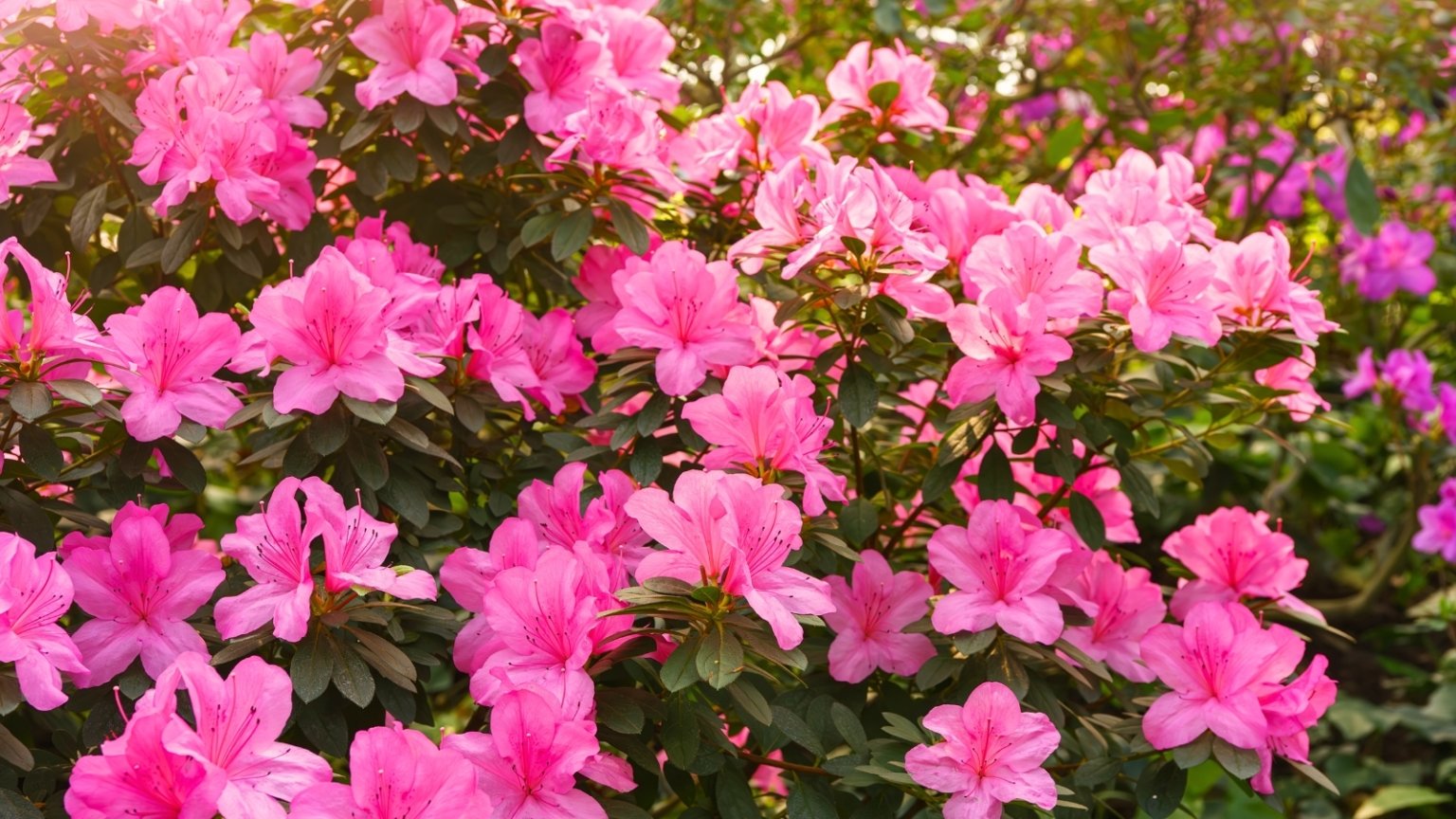 When do Azaleas Bloom? What to Expect in Your Zone