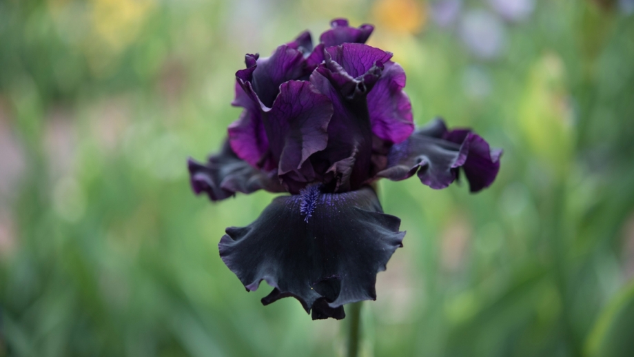 15 Showy Bearded Iris Varieties for Your Garden