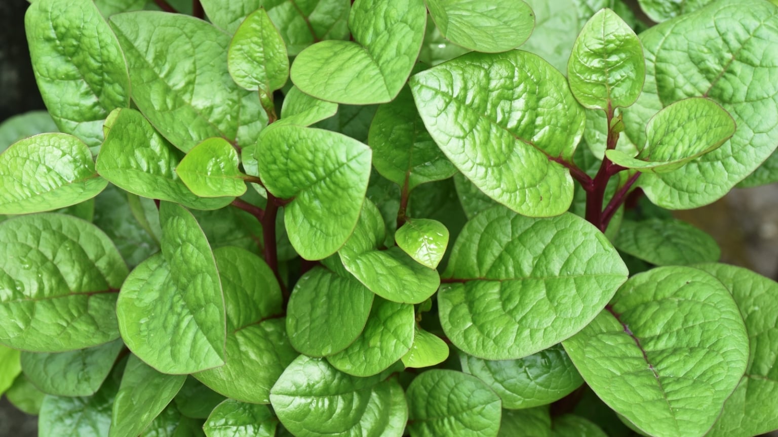 9 Spinach Alternatives That Won't Bolt in the Heat