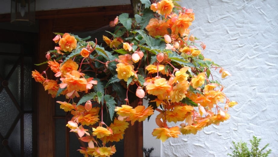 15 Tips For Growing Beautiful Begonias in Pots or Containers