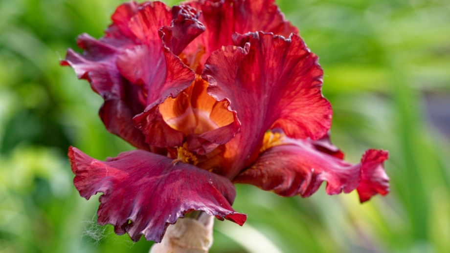 15 Showy Bearded Iris Varieties for Your Garden
