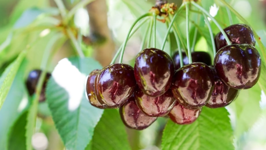 9 Most Delicious Cherry Varieties to Grow for Fresh Eating