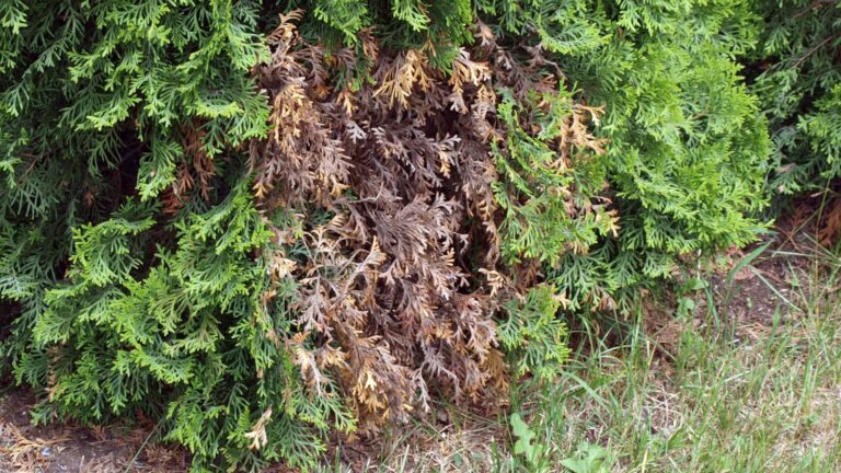 How to Plant, Grow, and Care for 'Skyrocket' Juniper