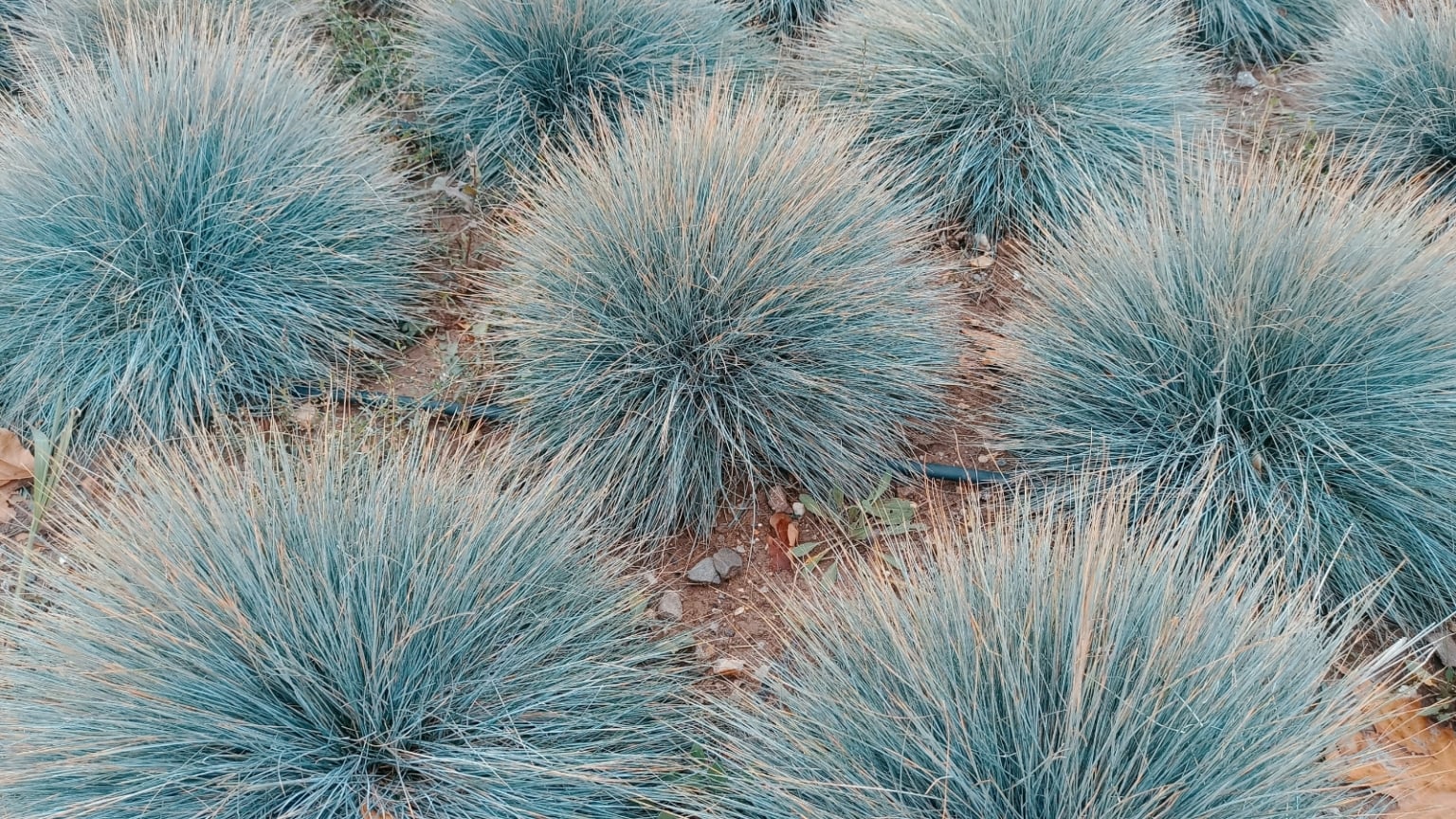 15 Colorful Ornamental Grasses That Look Good All Season