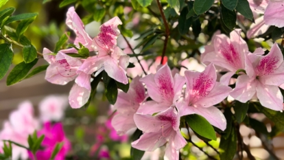 When do Azaleas Bloom? What to Expect in Your Zone