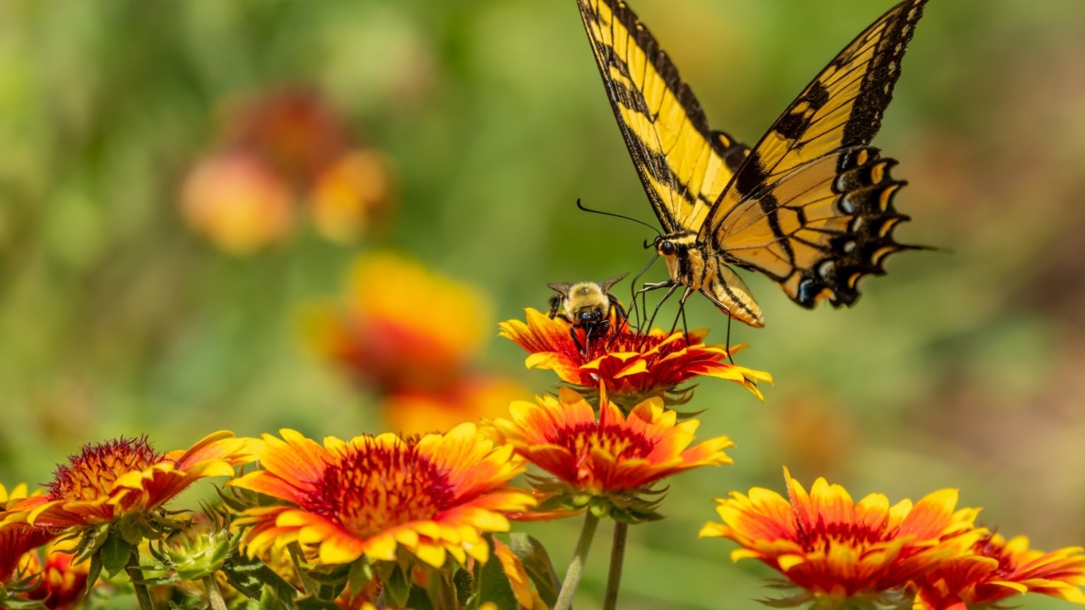 How to Start Your Own Pollinator Garden in Pots or Containers