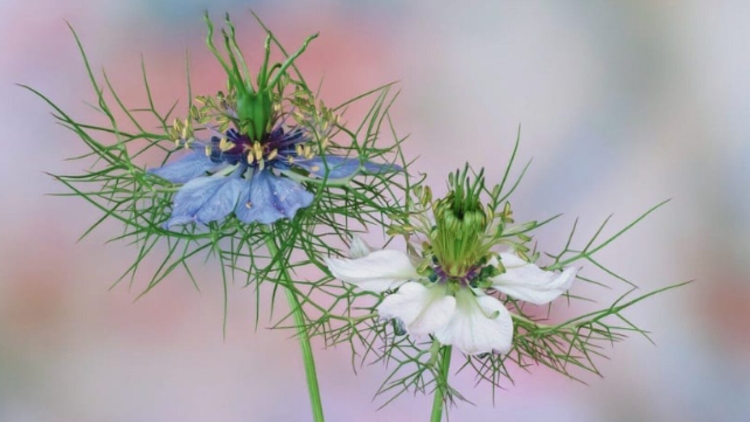 How to Plant, Grow, and Care for Love-in-a-Mist (Nigella) flowers