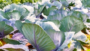 How to Plant, Grow, and Care for Cabbage