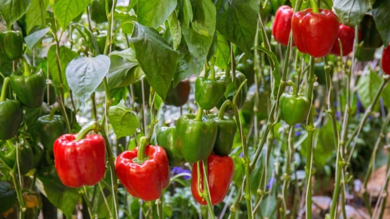 Plant These 15 Garden Crops in May