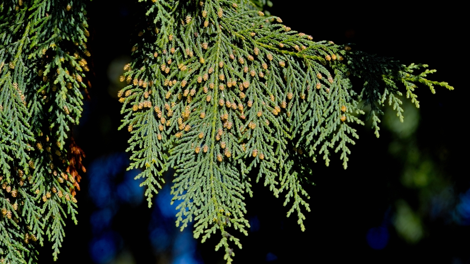17 US-Native Trees to Plant for Arbor Day