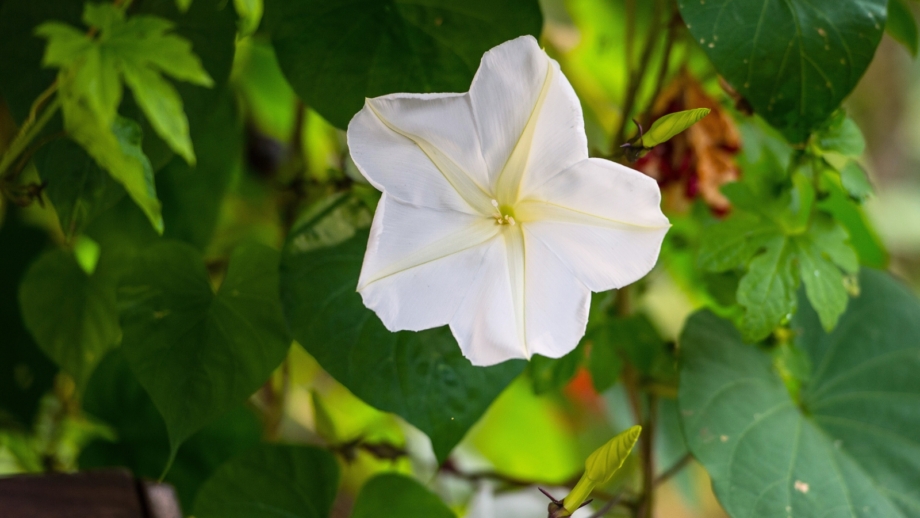 How to Get Moonflowers to Bloom: 7 Growing Tips