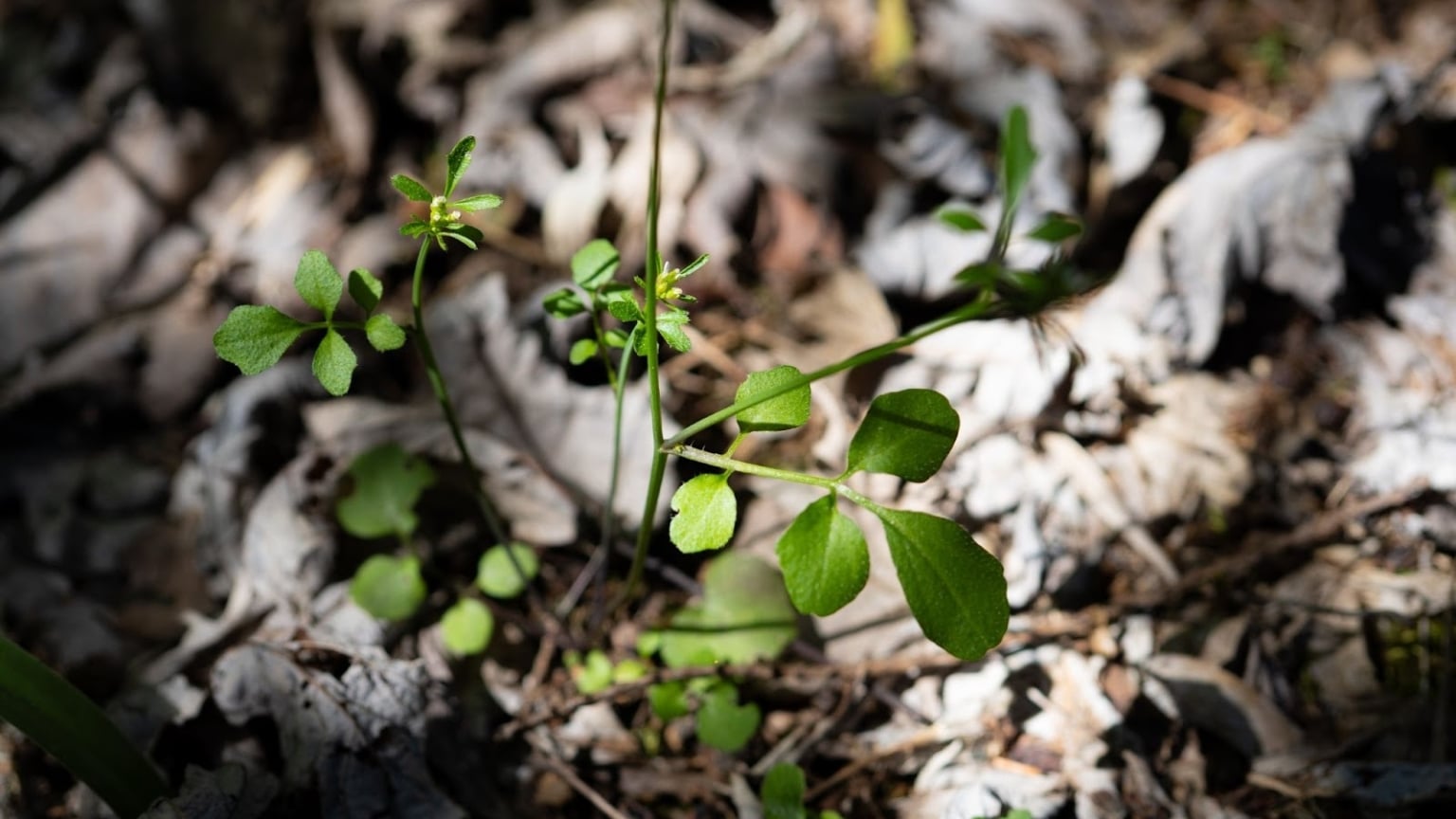 13 Common Spring Weeds to Pull Before They Establish