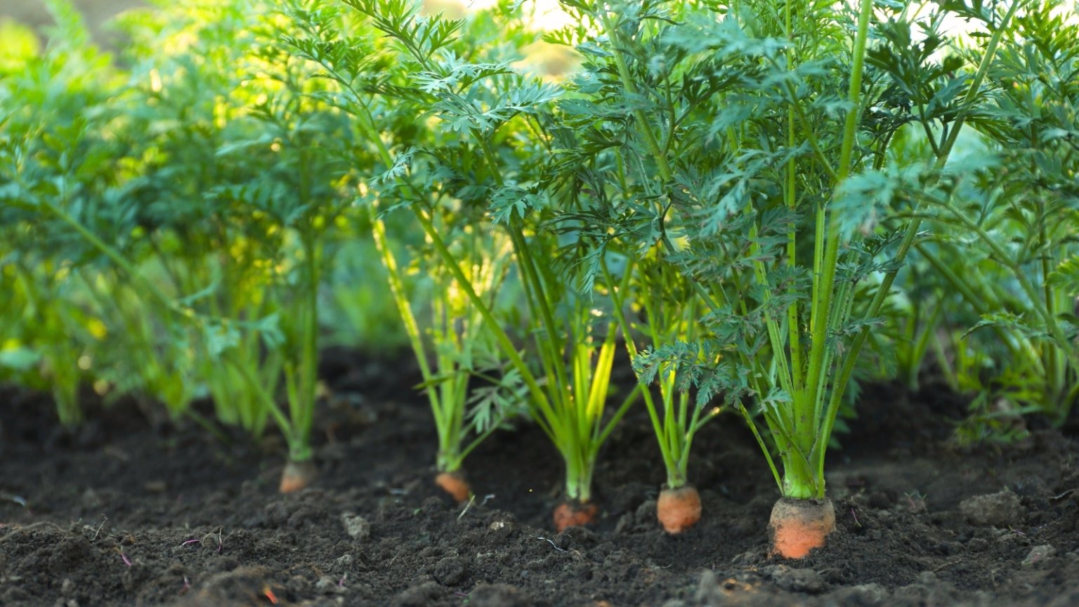 How to Plant, Grow, and Care for 'Danvers' Carrots