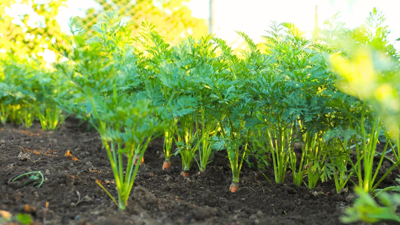 How to Plant, Grow, and Care for 'Danvers' Carrots