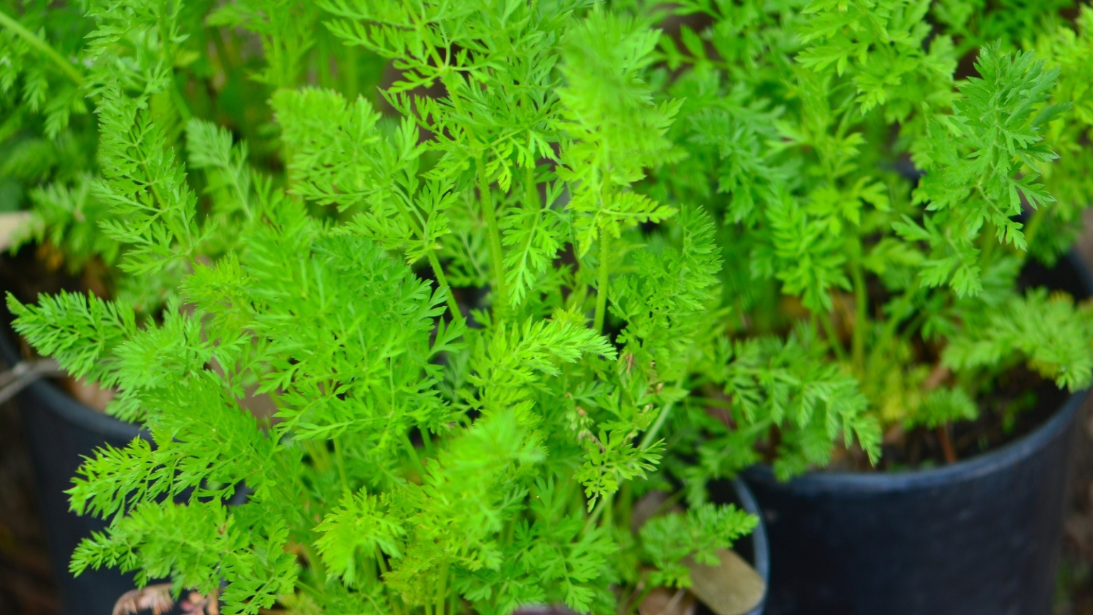 9 Vegetable Combinations That Grow Well Together in Containers