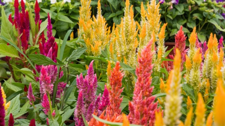 May Seed-Starting: What to Plant Now