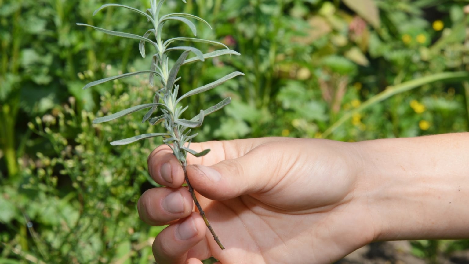 Is My Lavender Dead or Dormant?: How to Tell