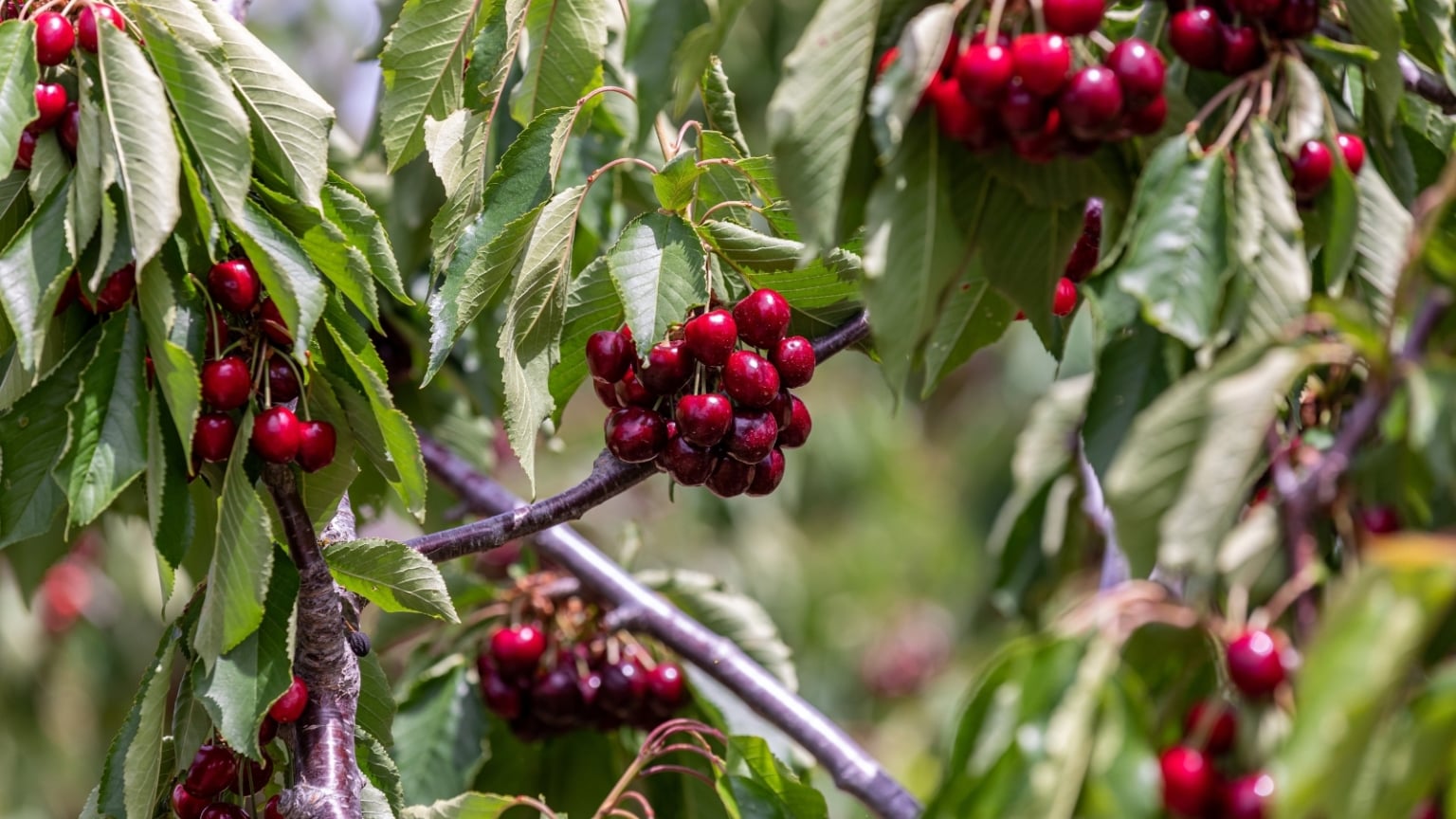 9 Most Delicious Cherry Varieties to Grow for Fresh Eating
