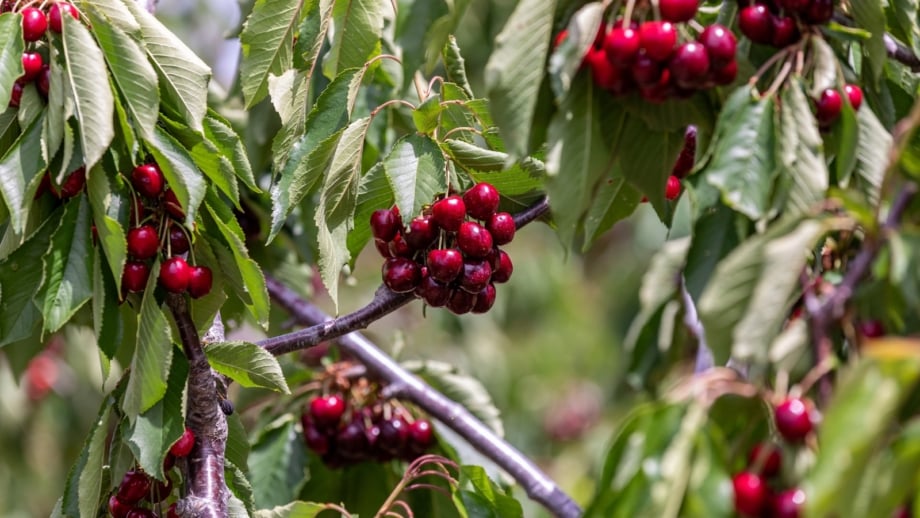 9 Most Delicious Cherry Varieties to Grow for Fresh Eating