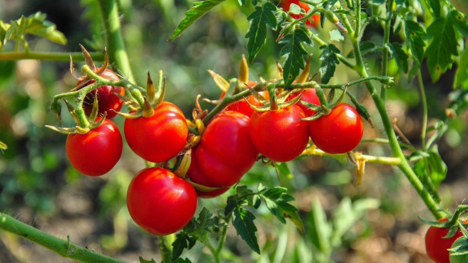 11 Dwarf Tomato Varieties You Can Grow Anywhere