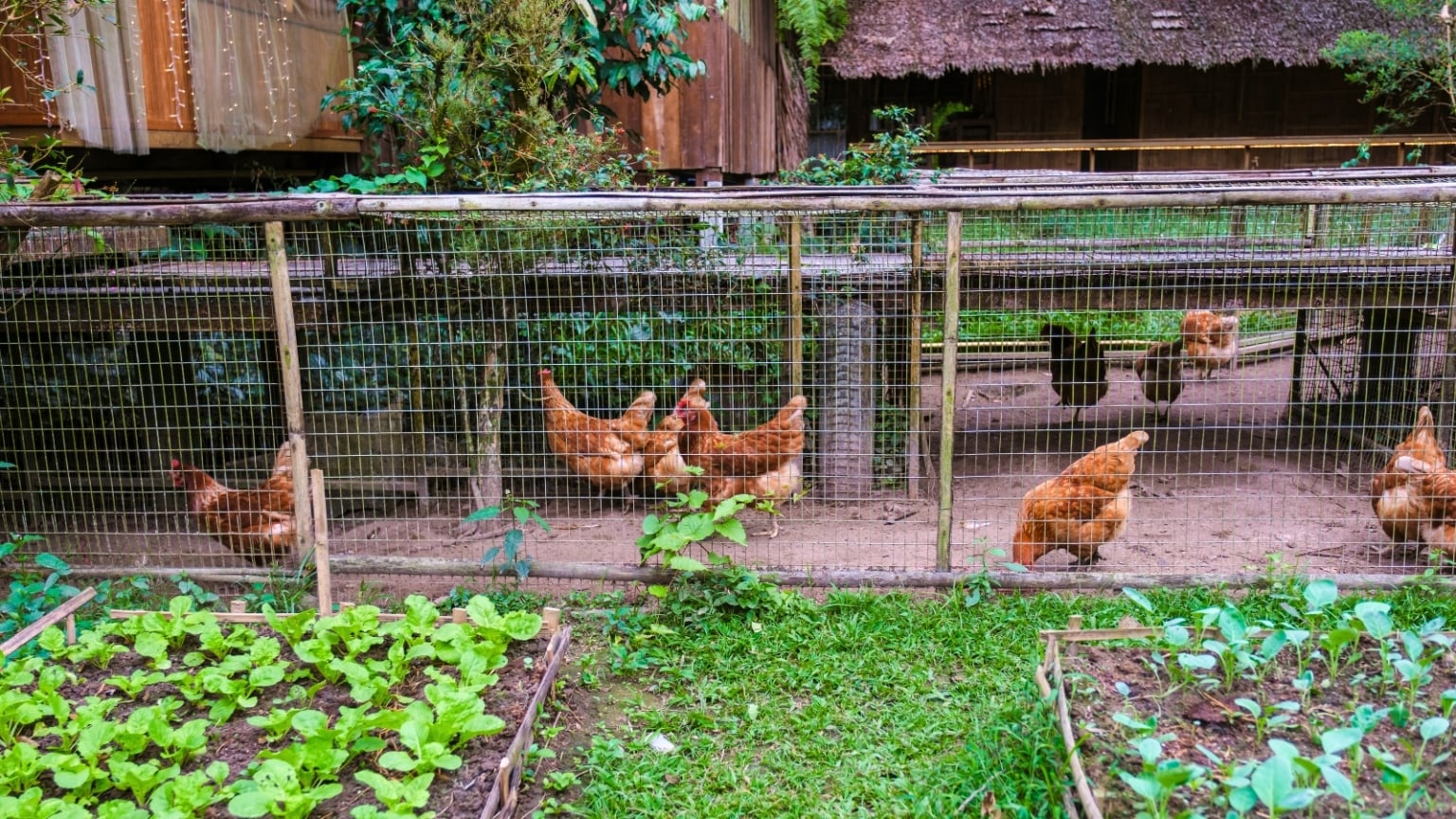 Raising Chickens for Eggs: The Ultimate Beginner’s Guide