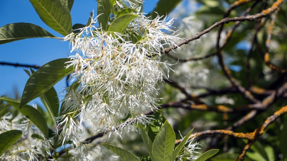 15 Easy-to-Maintain Trees for Your Home Landscape
