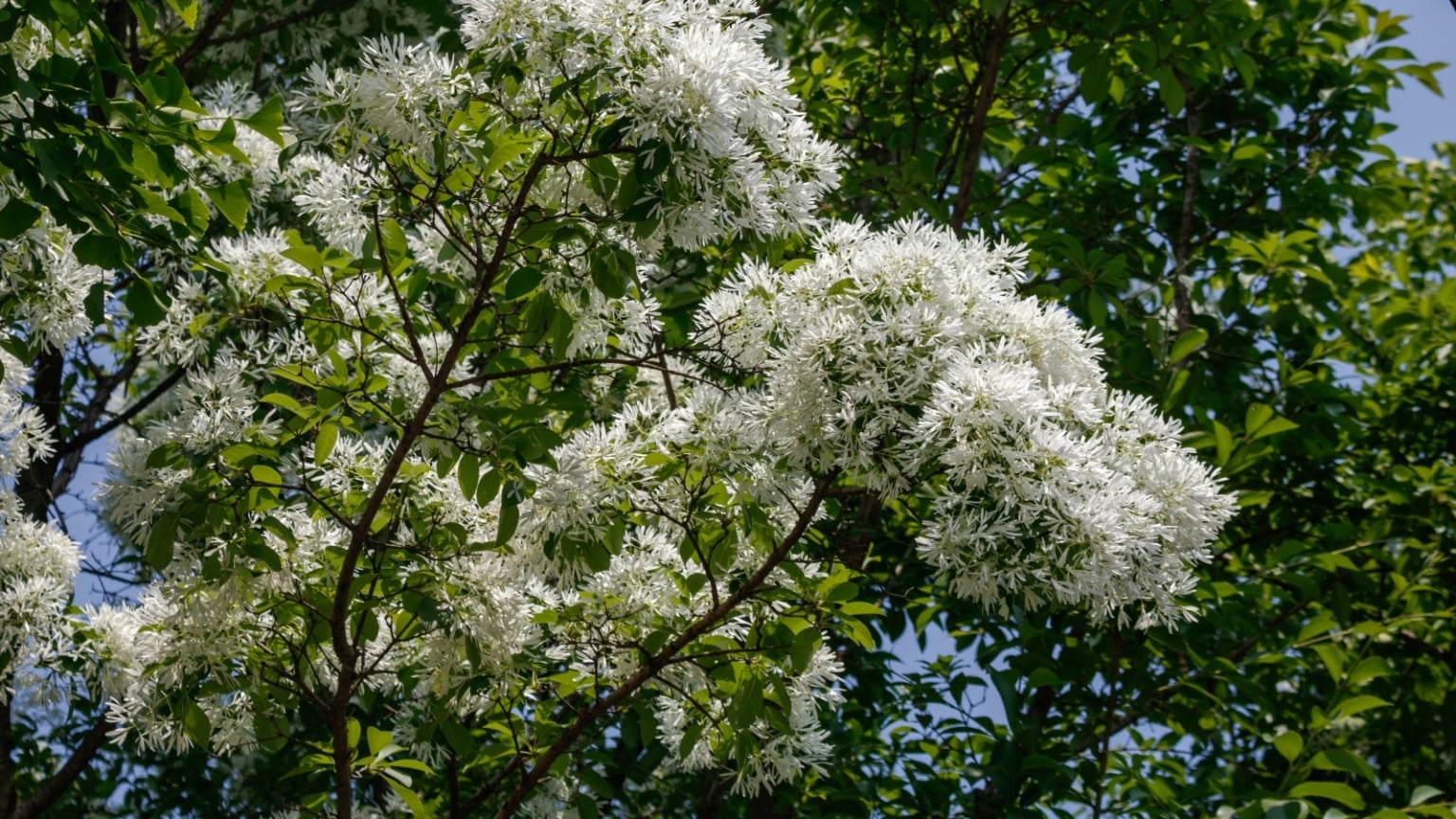15 Best Trees for Small Yards