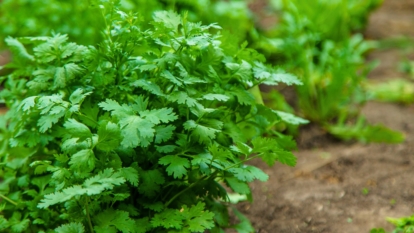 How to Plant, Grow, and Care for Cilantro