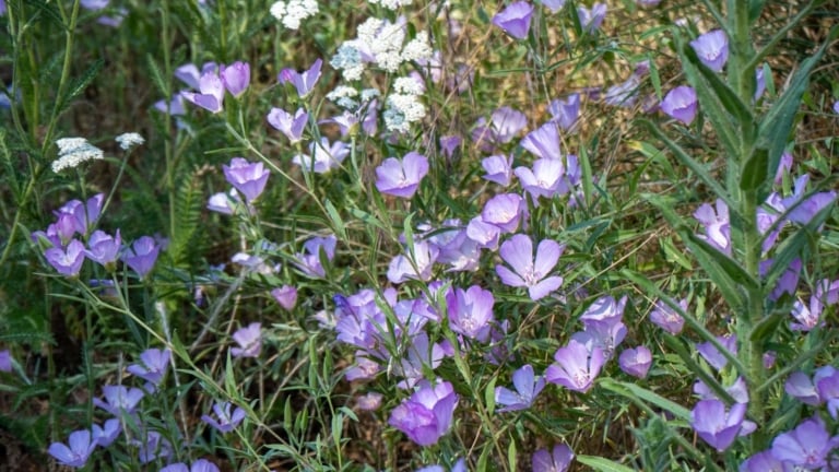 21 Native Plants for Pollinators in Northwest Gardens