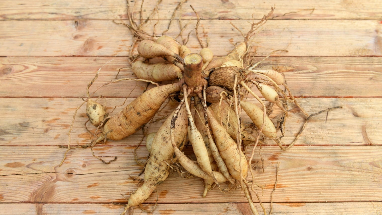 How and When to Wake Up Your Dahlia Tubers