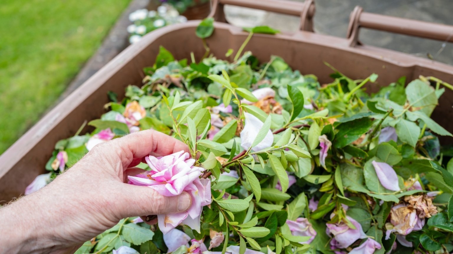 How to Prune Knockout Roses in 7 Easy Steps