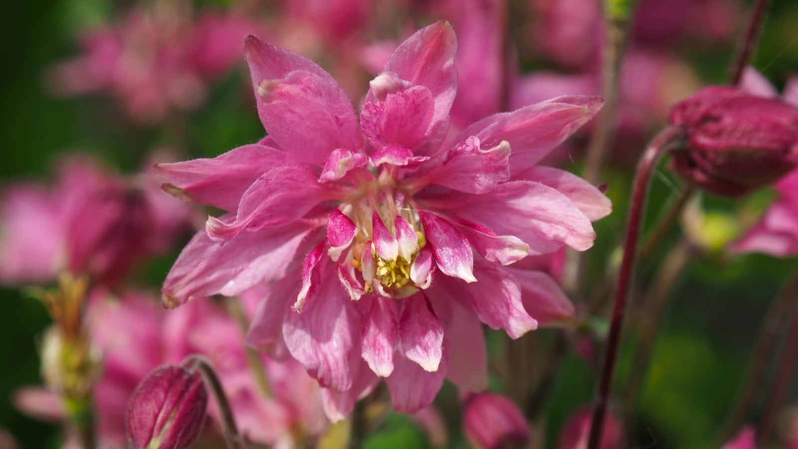 9 Beautiful Columbine Varieties for Shade Gardens