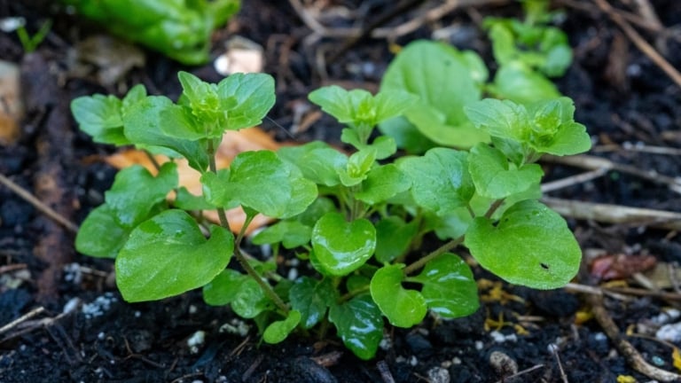 19 Plants Voles Don't Eat: Our Top Picks