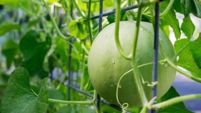 How to Plant, Grow, and Care for Honeydew Melons