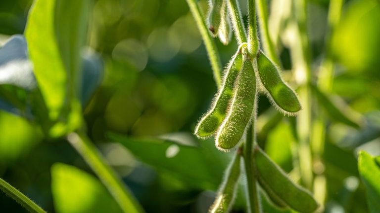 How to Plant, Grow, and Care for Green Beans