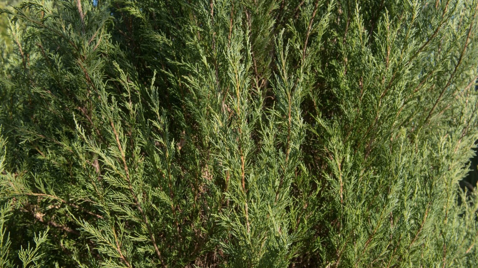 How to Plant, Grow, and Care for 'Skyrocket' Juniper