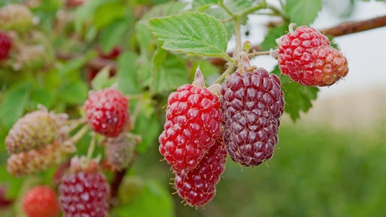 How to Plant, Grow, and Care for Tayberries