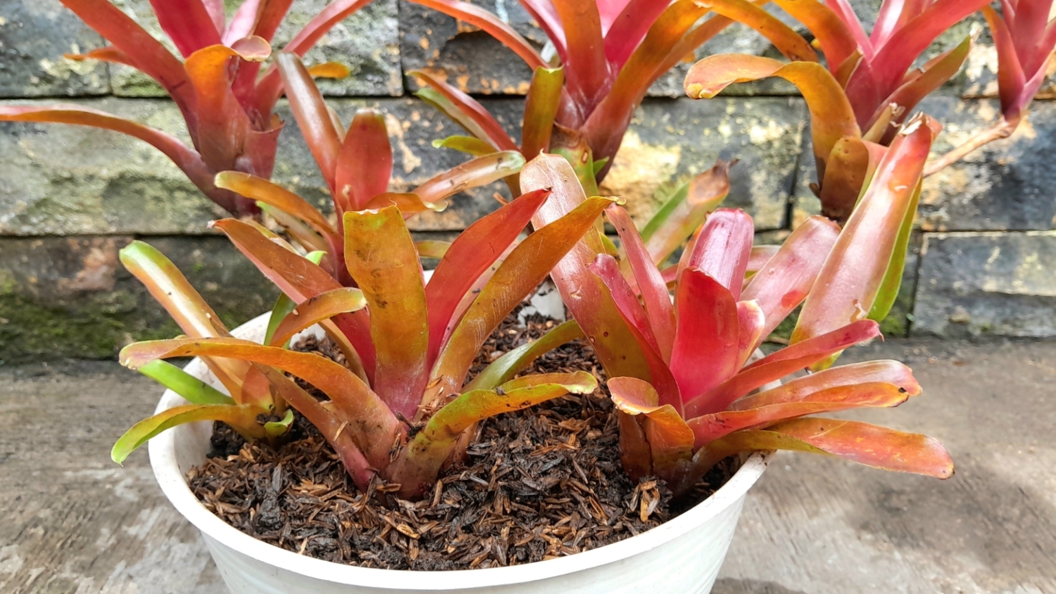 9 Ways to Get Bromeliad Plants to Rebloom