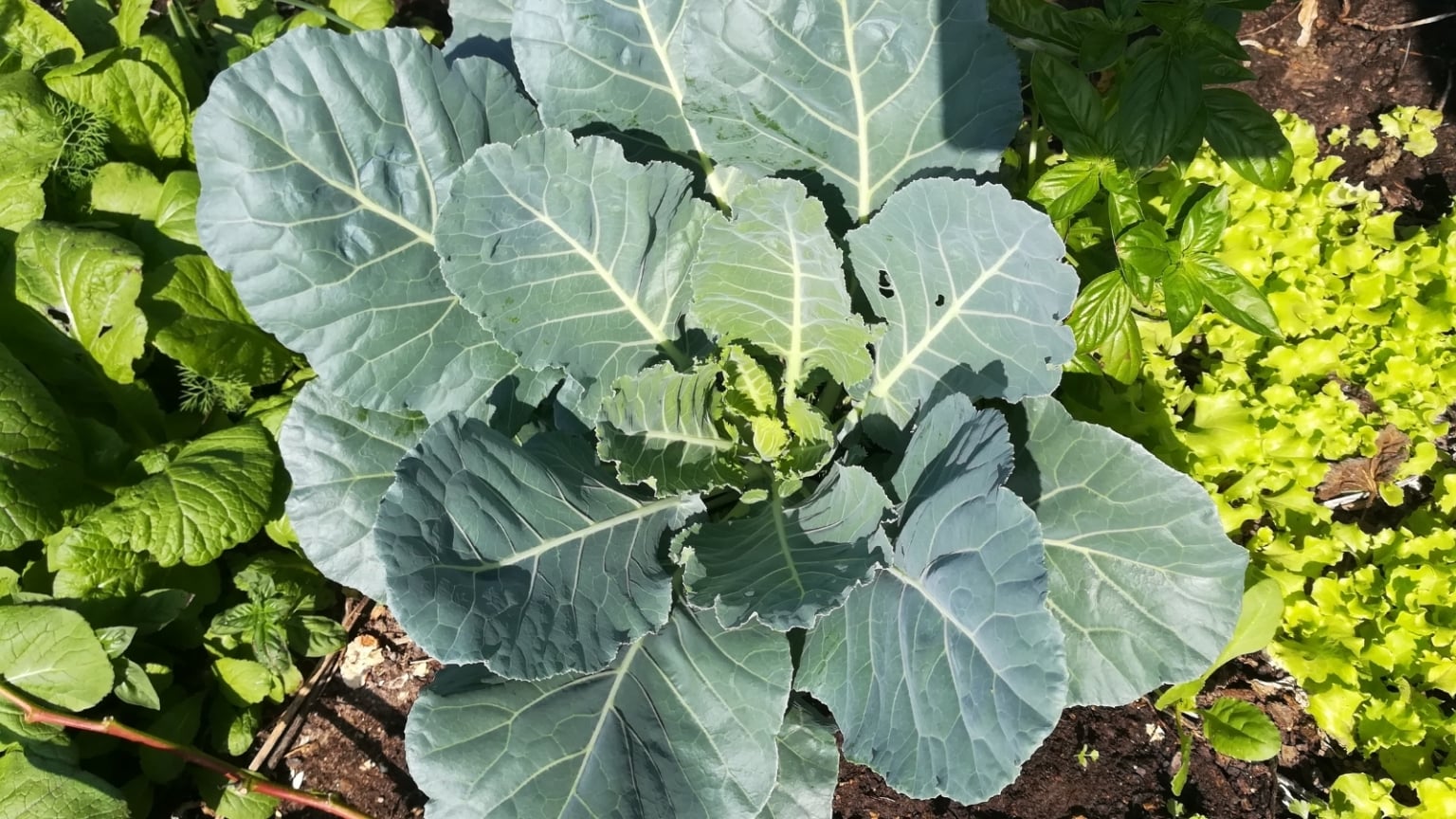 9 Spinach Alternatives That Won't Bolt in the Heat