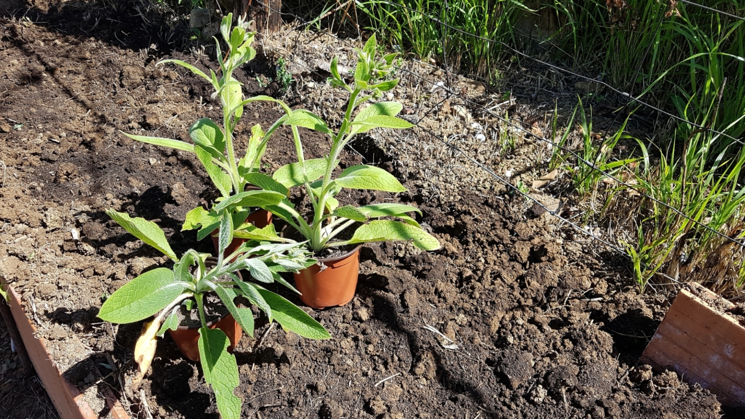 How to Grow More Food in Less Space: Intensive Planting Tips