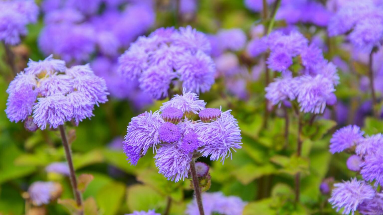 How to Plant, Grow, and Care for Ageratum