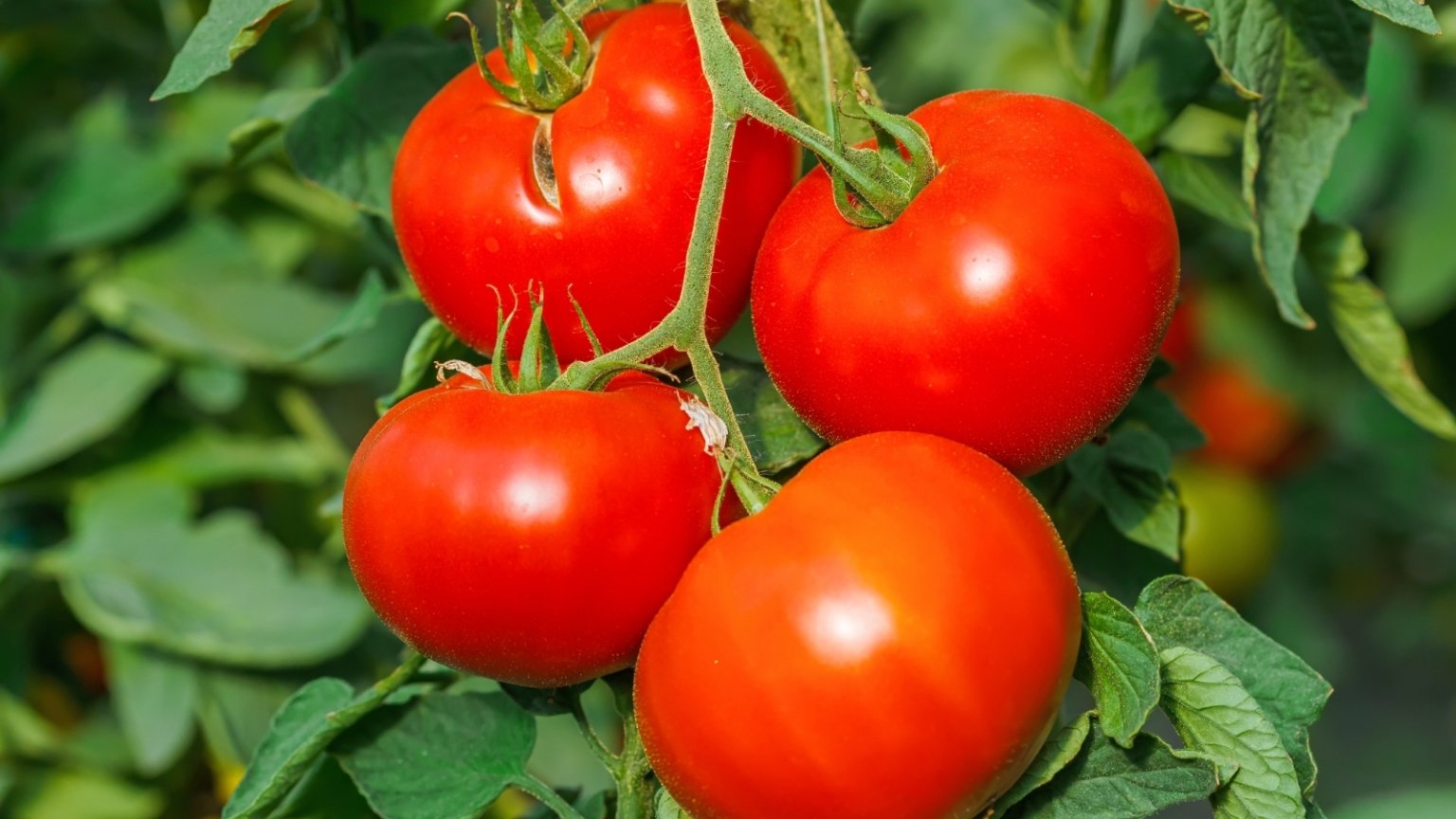 15 Essential Slicer Tomato Varieties to Grow This Season